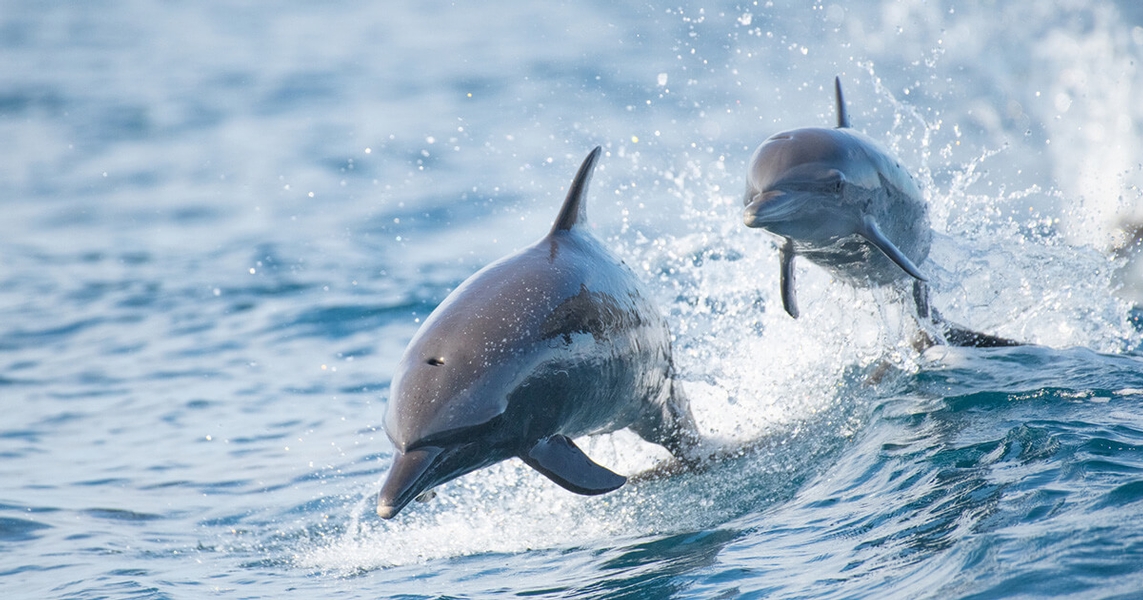 The Language of Dolphins