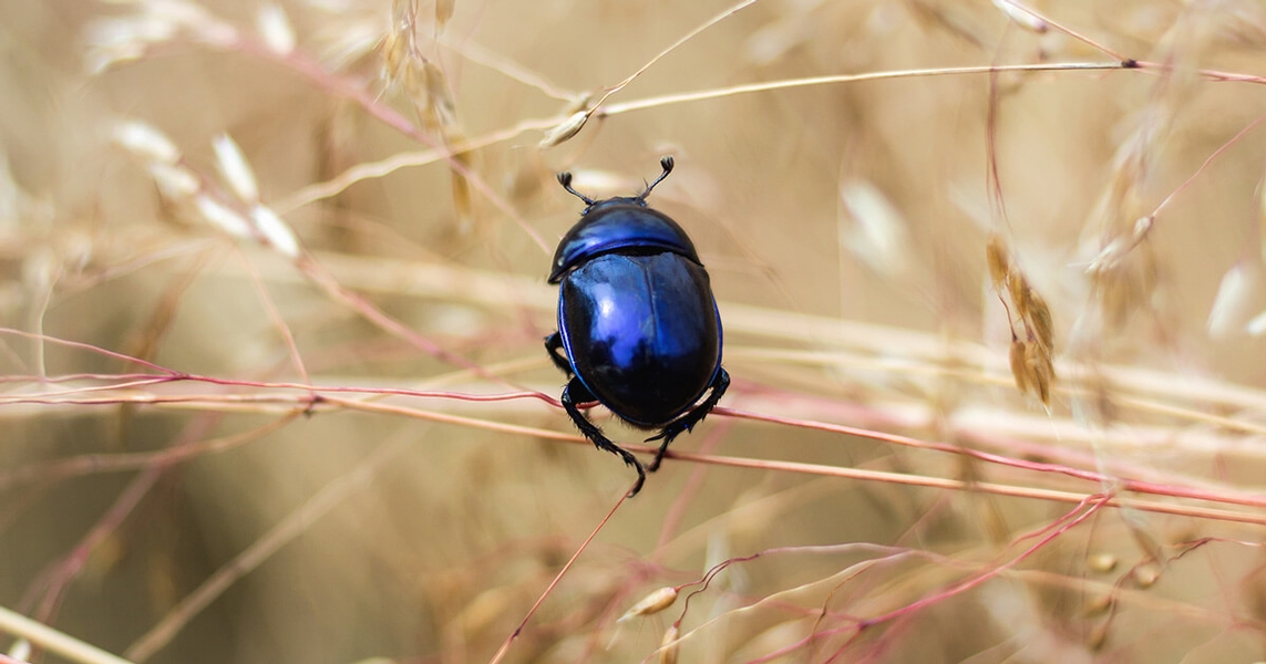 The Dance of the Dung Beetle