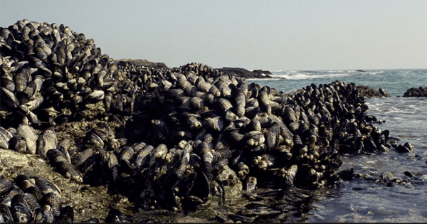 What Sticky Sea Creatures Can Teach Us About Making Glue